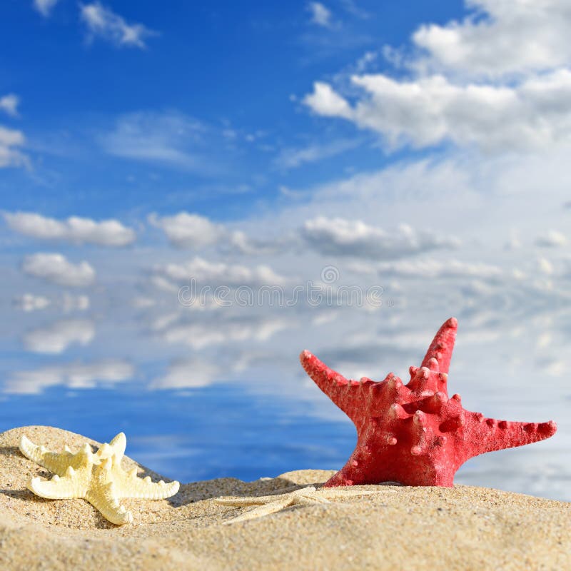 Star fish with sand stock image. Image of ocean, beauty - 55544277