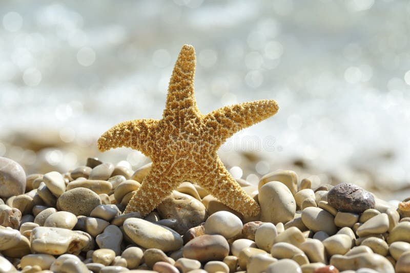 Star fish stock image. Image of sunny, outside, paradise - 34608451