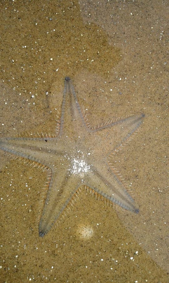 Star Fish or Sea Stars are Star-shaped Stock Photo - Image of fish ...