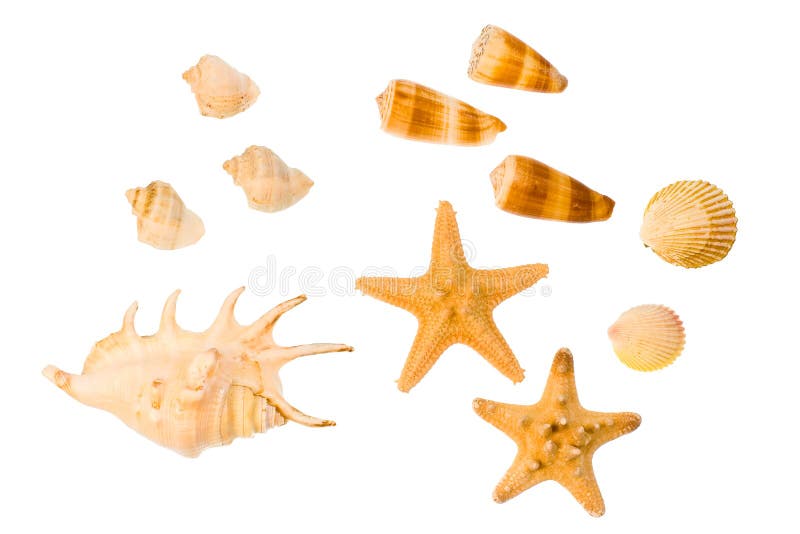 Starfish stock image. Image of shell, star, isolated, seashell - 3090335