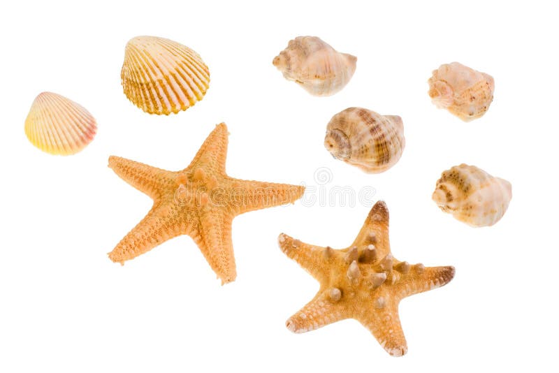 Star-fish and seashells stock photo. Image of pearly, living - 3344480