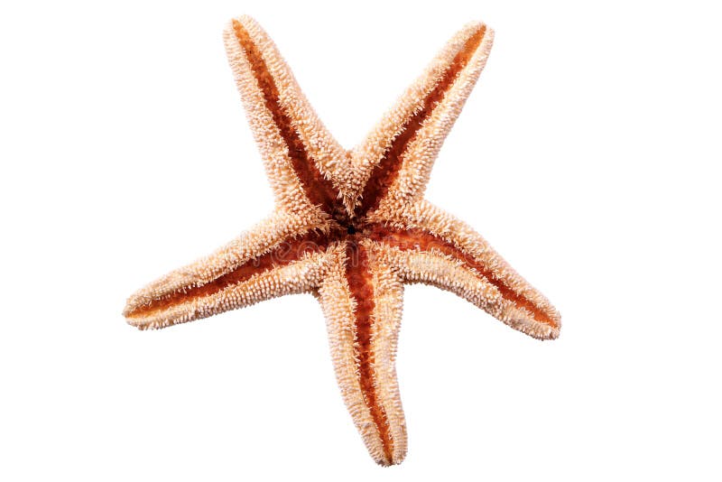 Starfish Seastar Isolated On White Background Stock Image - Image of ...