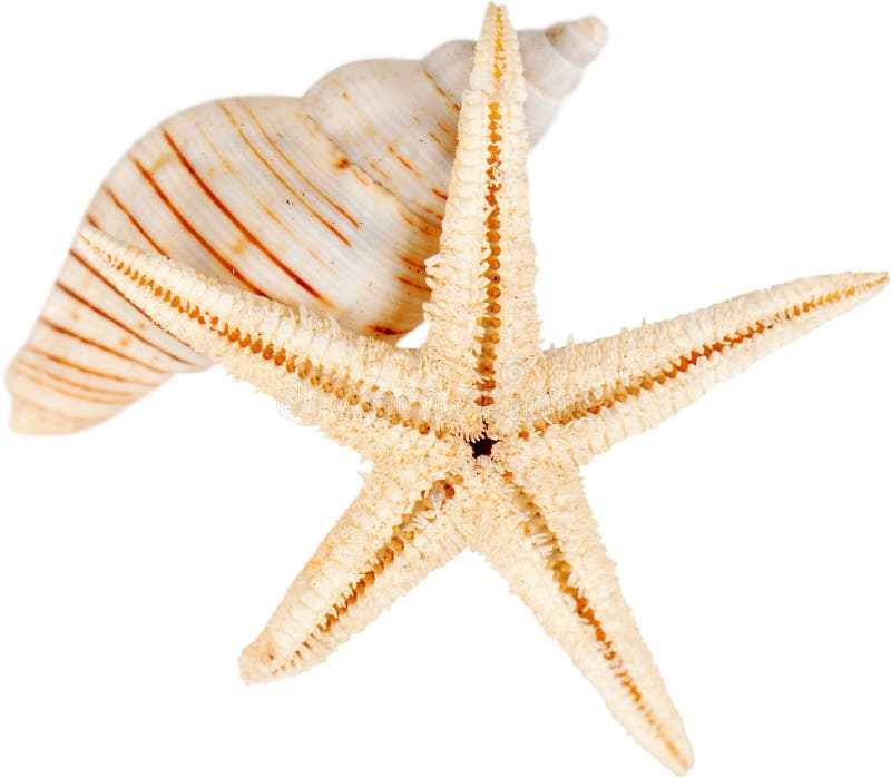 Starfish and Shell on White Background Stock Photo - Image of beige ...