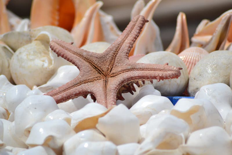 Star fish and shells stock image. Image of fort, shells - 45961203