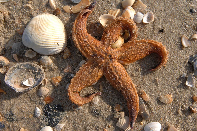 Star fish & shells07 stock photo. Image of sand, texture - 3457908