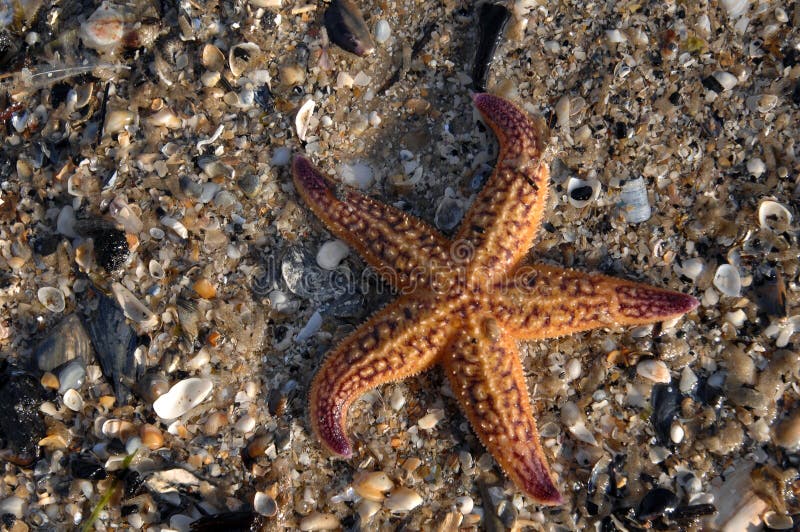 Red Porous or Marble Star Fish on Coral Reef Stock Photo - Image of ...