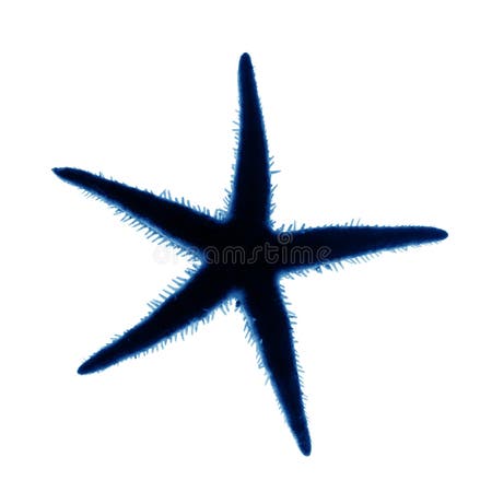 Star fish silhouette stock image. Image of fish, blue - 1903529