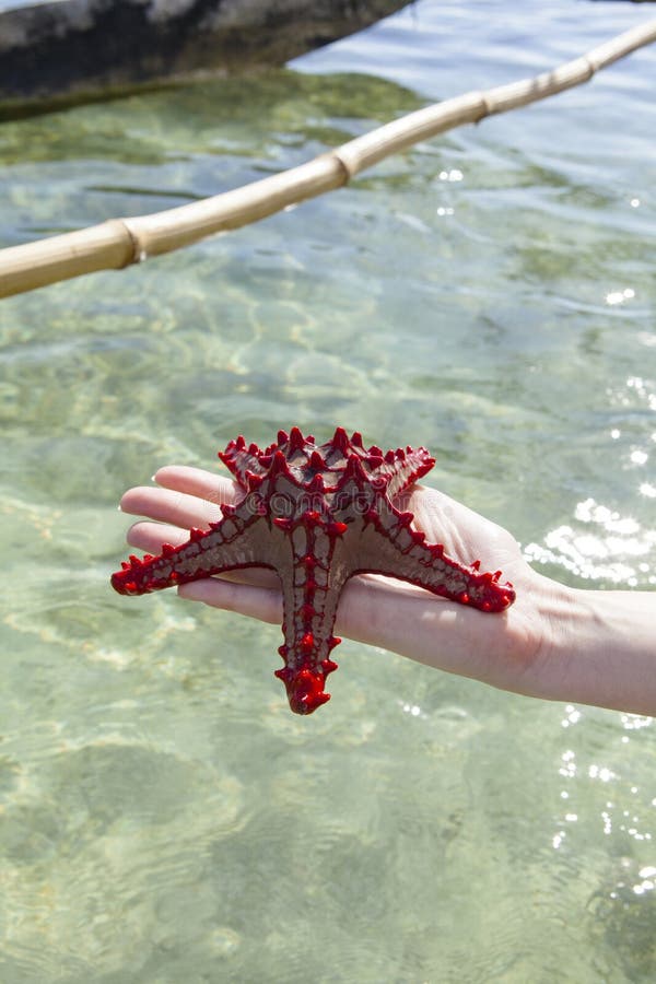 Star Fish stock image. Image of africa, protoreaster - 111818919