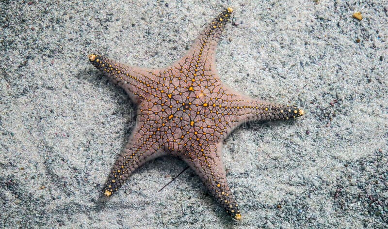 Star fish stock photo. Image of fish, color, ocean, starfish - 101986712