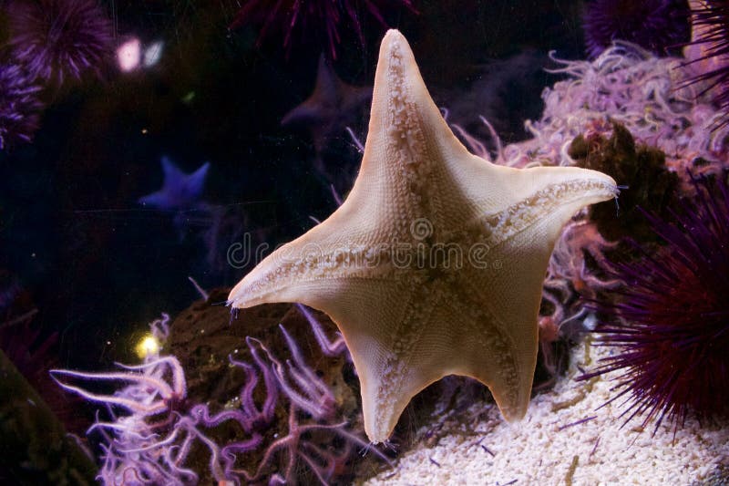 Star Fish stock photo. Image of cabrillo, starfish, beaches - 74744888