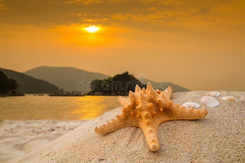 Star fish stock photo. Image of sunset, sunny, natural - 52686346