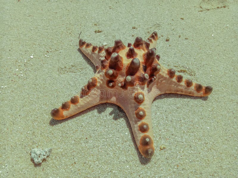 Star Fish Sun Bathing in the Shore Stock Image - Image of fish, bathing ...