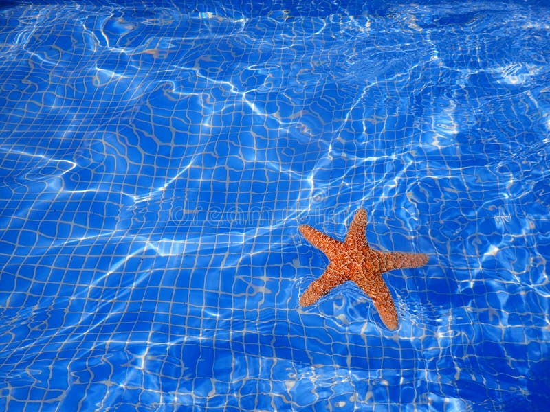 Starfish in swimming pool stock photo. Image of sunny - 67199260