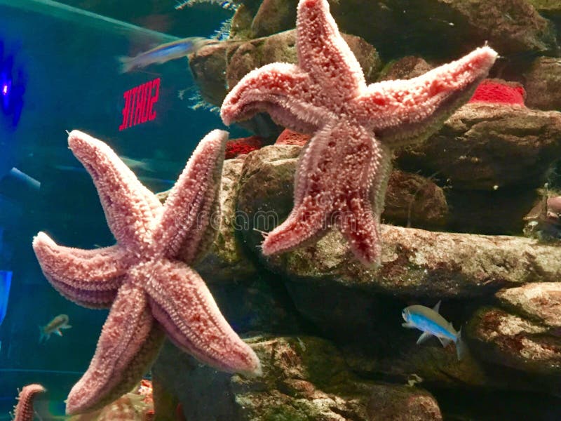 Star fish stock photo. Image of pink, fish, tank, star - 109248630