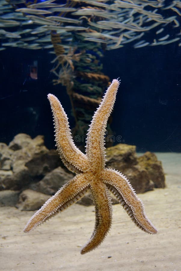 Star fish stock photo. Image of ocean, close, blue, water - 37383798