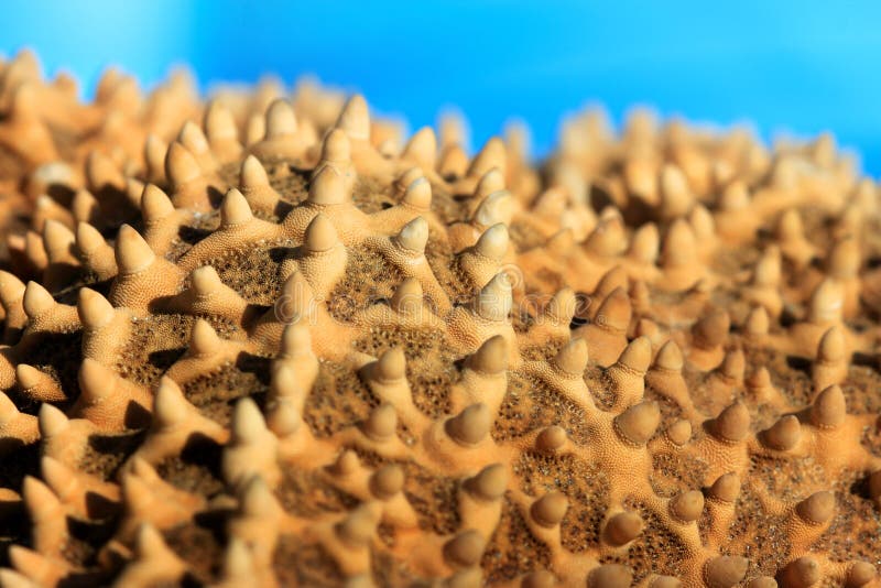 Star fish texture stock image. Image of sand, invertebrate - 28446269