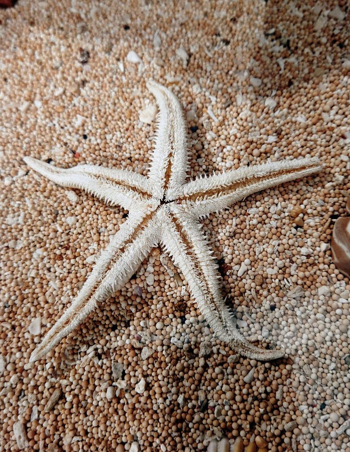 Star fish stock photo. Image of nature, fish, watter - 278099334