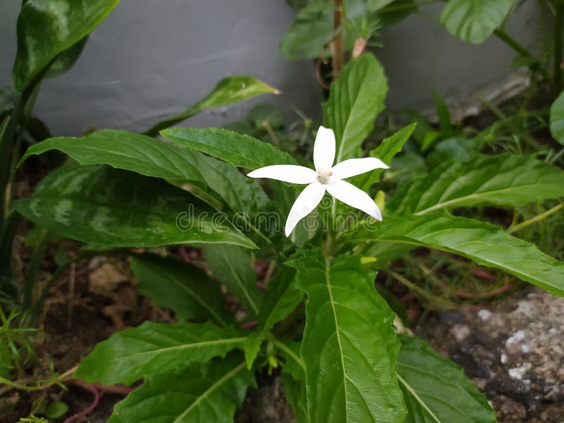 Star Flower Isotoma Longiflora Garden Stock Photo - Image of flower ...