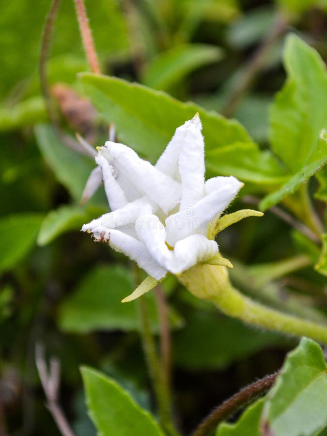 Star flower stock photo. Image of petal, bloom, white - 44141926