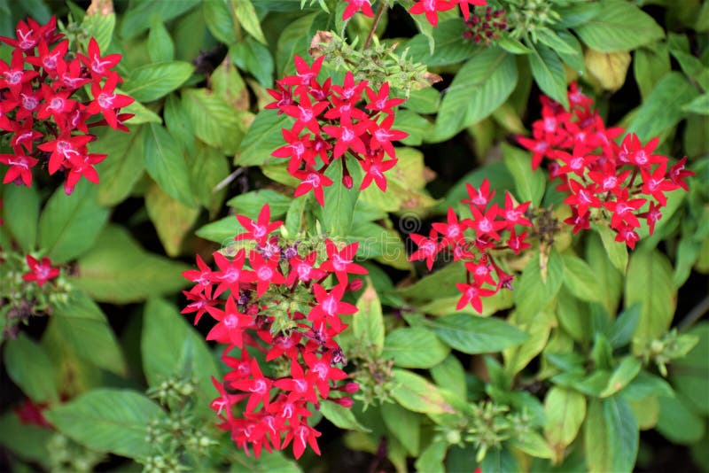 Star Flowers stock image. Image of flowers, colours, nature - 99267805