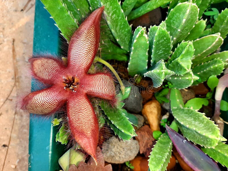 Star, flowers, herb stock photo. Image of wildflower - 206051544