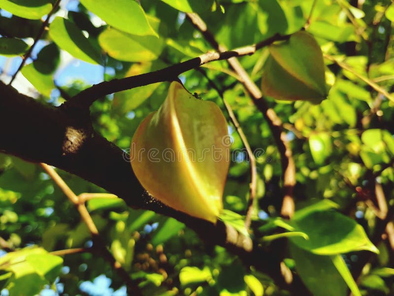 Fruit and Branches of the Sterculia Apetala, Panama Tree, Manduvi Tree ...
