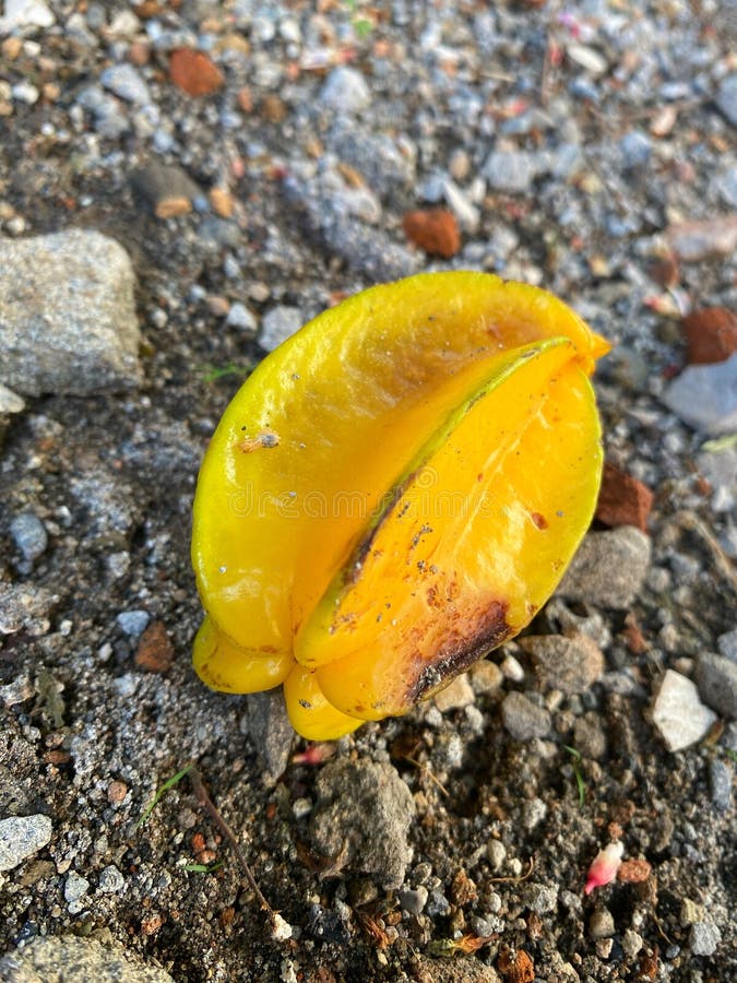 Close Up of Yellow Star Fruit Rotting Process on the Ground Stock Image ...