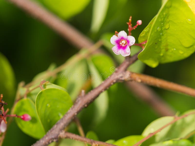 The Star Fruit Flower Blooming Stock Image - Image of natural, healthy ...