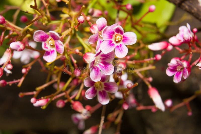 Star fruit flower stock image. Image of flower, summer - 71385265