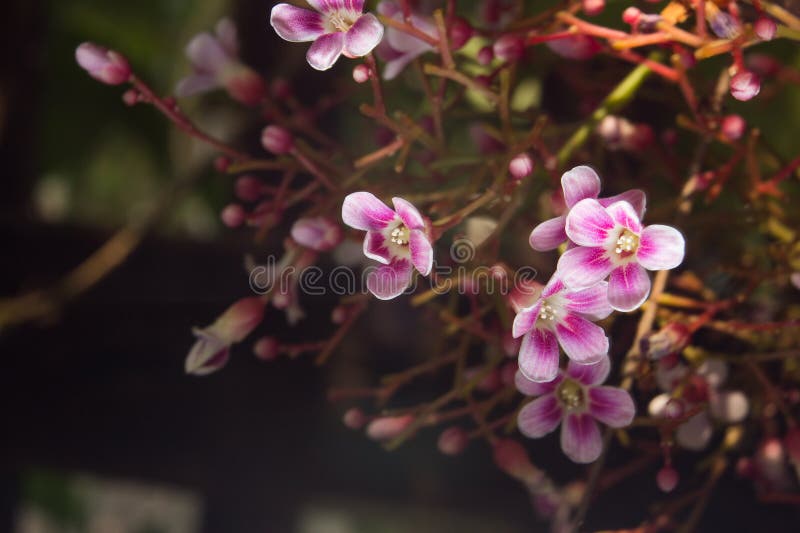 Star fruit flower stock image. Image of fruit, nutrition - 71385427