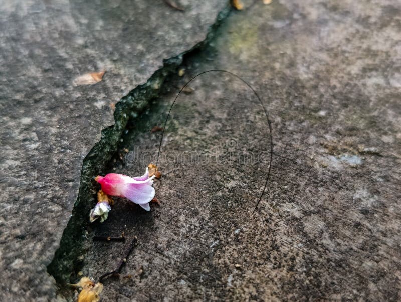 Star Fruit Flower Falling on the Ground Stock Image - Image of floral ...