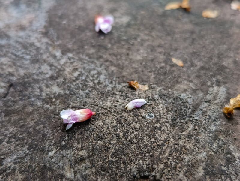 Star Fruit Flower Falling on the Ground Stock Image - Image of green ...