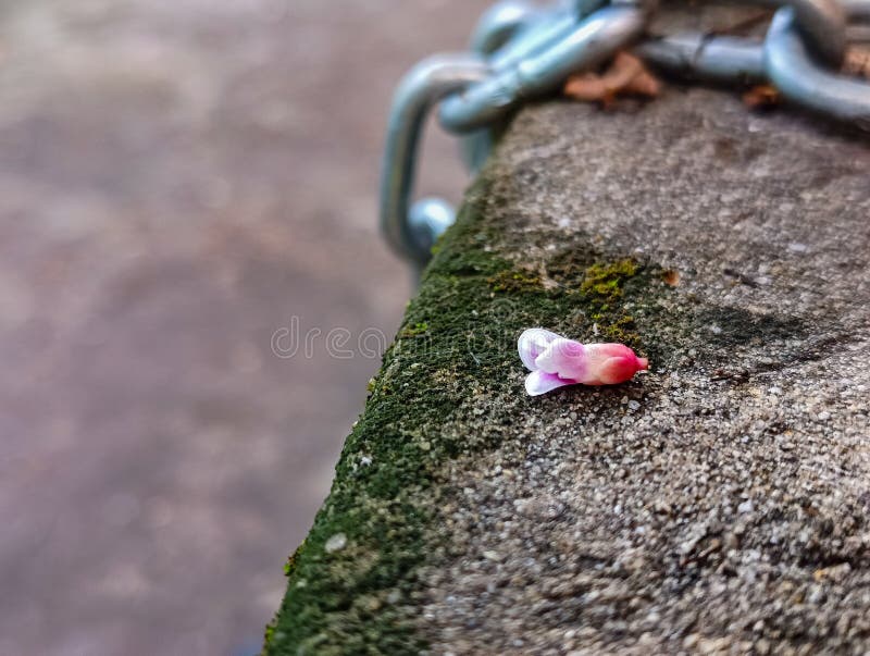 Star Fruit Flower Falling on the Ground Stock Photo - Image of garden ...