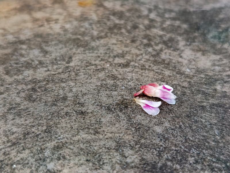 Star Fruit Flower Falling on the Ground Stock Photo - Image of organ ...