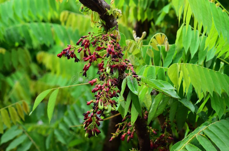 Star Fruit Flower, Star Fruit Leaves Stock Photo - Image of nature ...