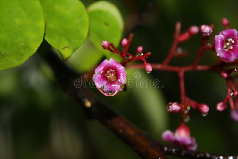 Star fruit flower stock photo. Image of turn, fruit - 100507486
