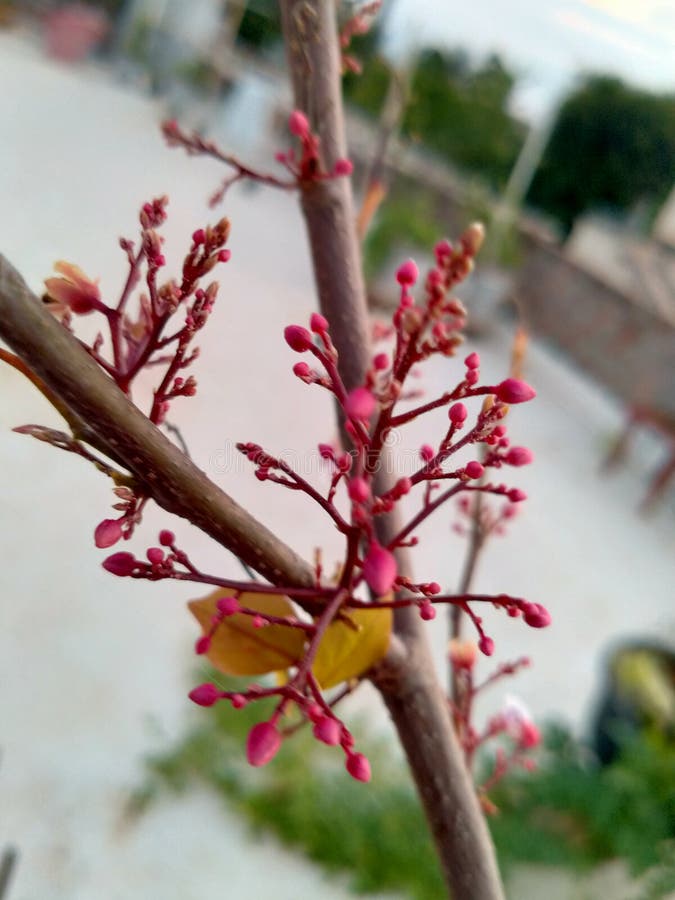 Star fruit flowers stock photo. Image of food, wildflower - 224577410