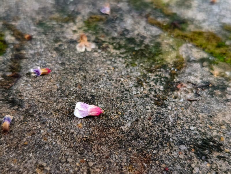 Star Fruit Flower Falling on the Ground Stock Image - Image of green ...