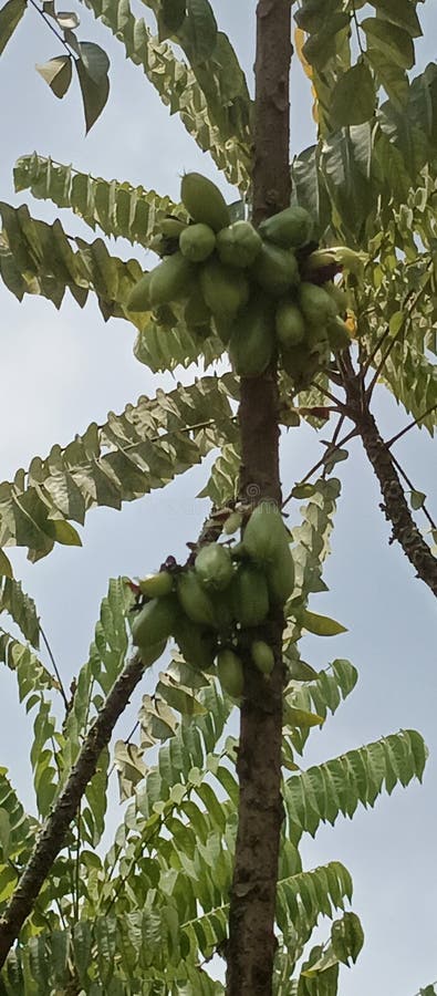 Star Fruit, Fresh, Green, Views Stock Photo - Image of star, fruit ...