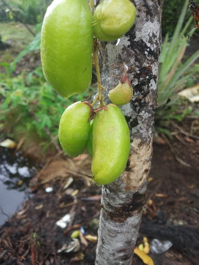 Star Fruit with Green Color Stock Photo - Image of fruit, color: 233757670