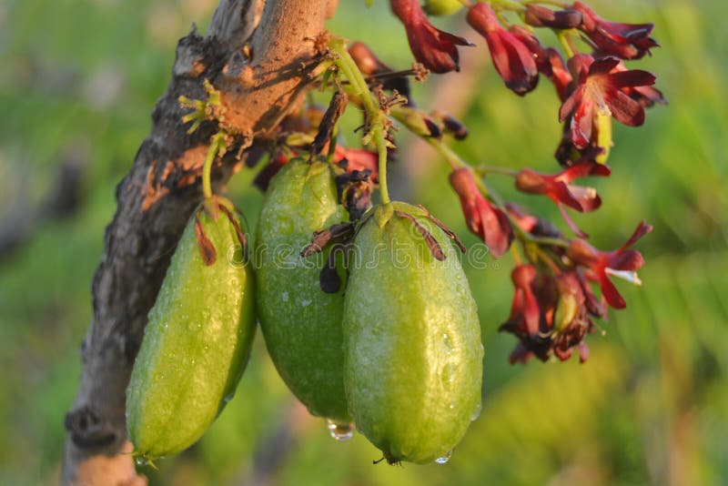Star fruit - green stock photo. Image of cool, food, fresh - 63028954