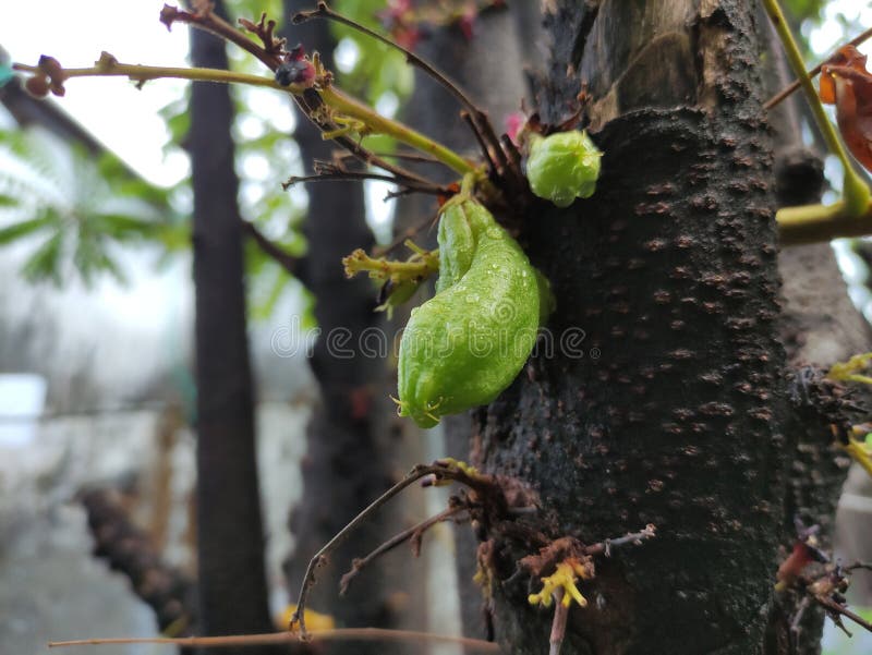 Star fruit with rain water stock image. Image of fruit - 228224505