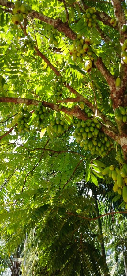 Star Fruit Season in Tropical Areas Stock Image - Image of fruit, areas ...