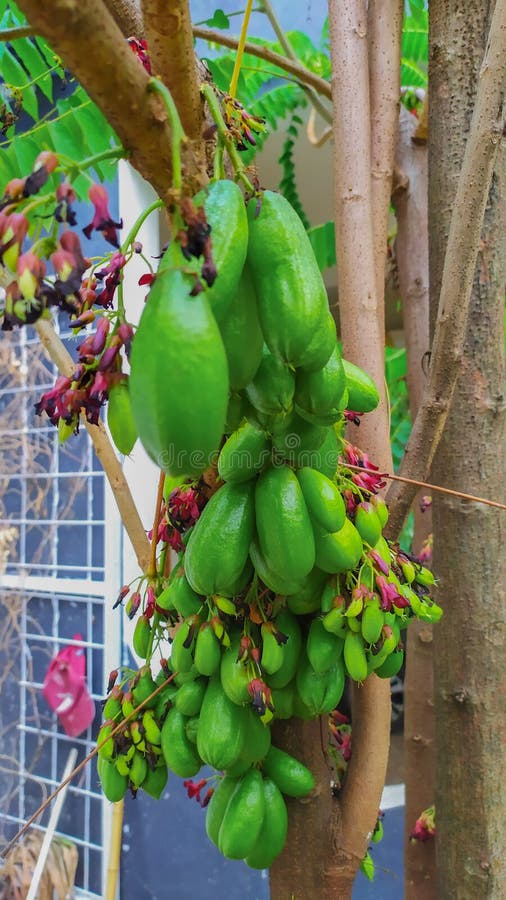 Star Fruit, Sour Fresh Fruit from Asia Stock Photo - Image of nature ...