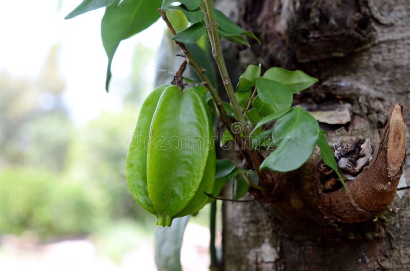 Star Fruit. stock photo. Image of orchis, nature, arethusa - 186911922