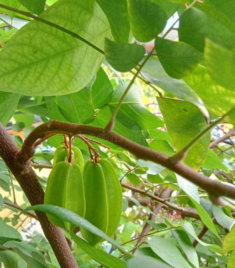The Star Fruit is Still on the Tree Stock Image - Image of trees ...