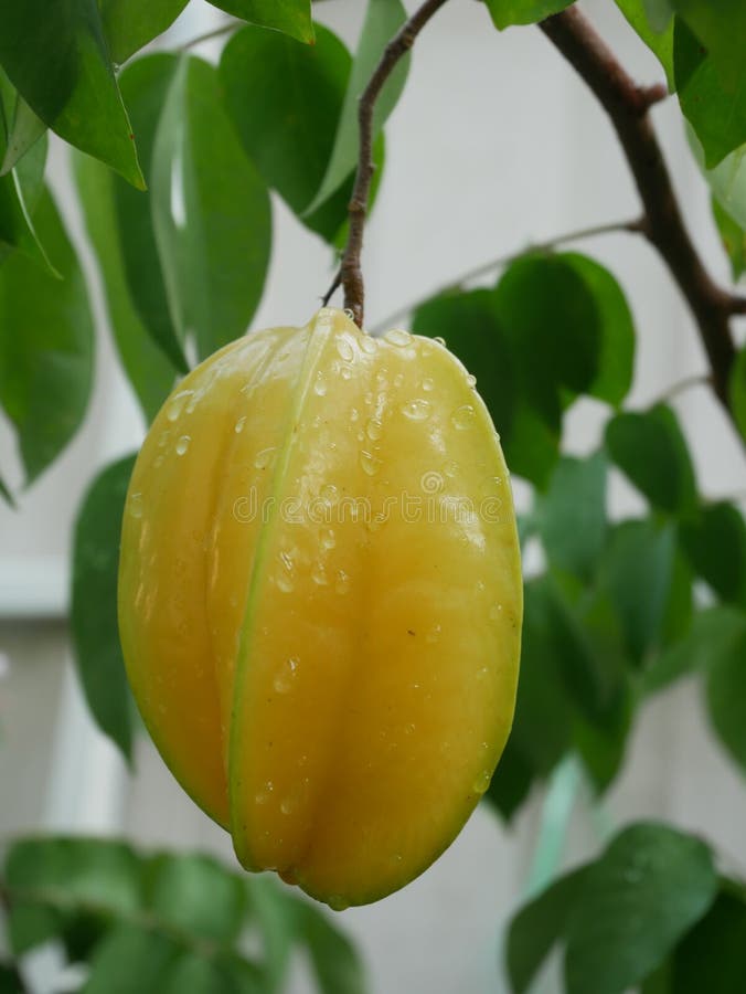 Star fruit stock photo. Image of fruit, nice, growing - 140371772