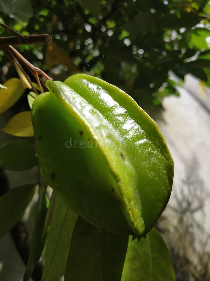 Star fruit on the tree stock photo. Image of food, star - 237961766