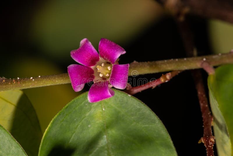 Star Fruit Tree Flower stock photo. Image of fresh, garden - 192901308