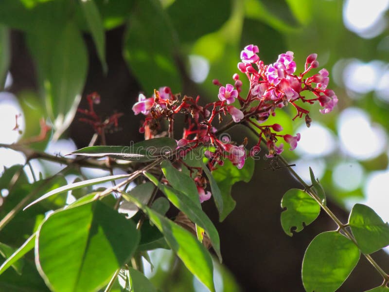 Star Fruit Tree Flowers and Leave Stock Photo - Image of green, bokeh ...